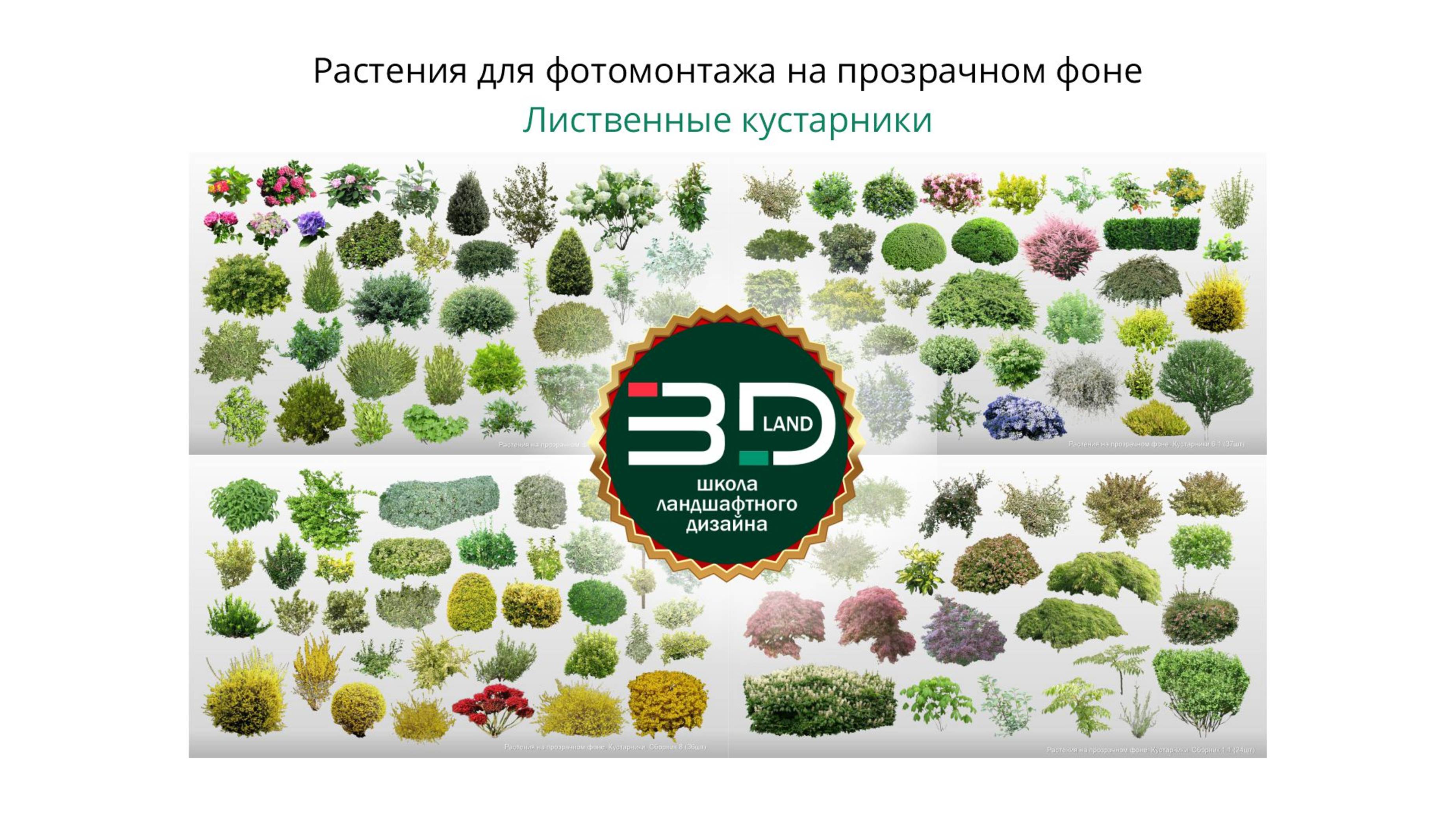 Кустарники для фотомонтажа на прозрачном фоне