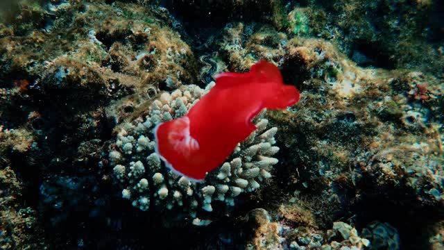 Подводный мир Красного моря