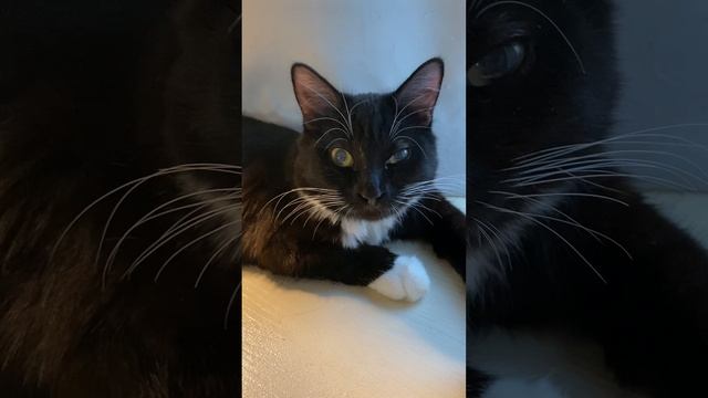 Пушистый разбойник разгрыз коробку в хлам 😆