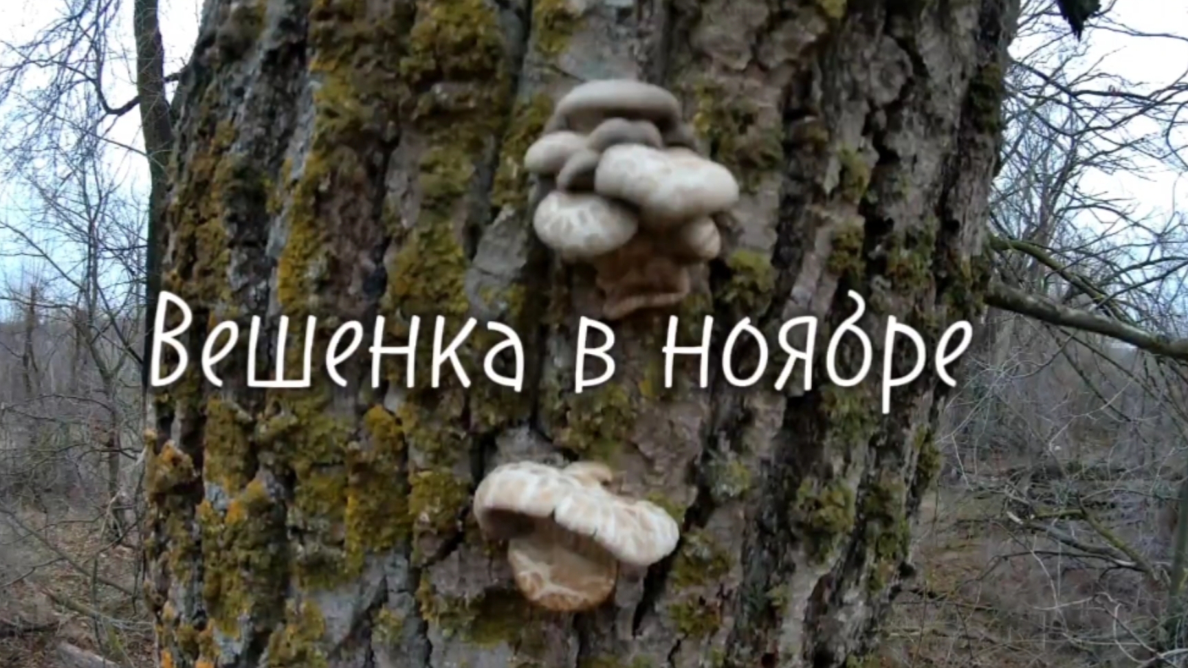 Вешенка в ноябре