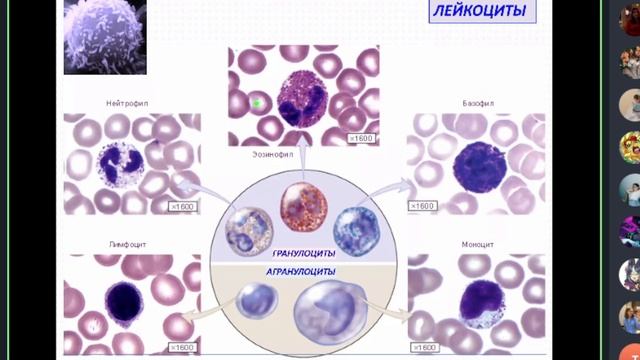 Лекция 5. Ткань внутренней среды. Кровь | Глинкина В.В.
