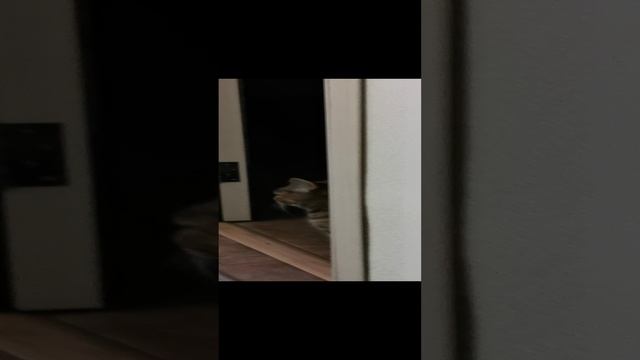 2024г. Слива. Утренняя слежка