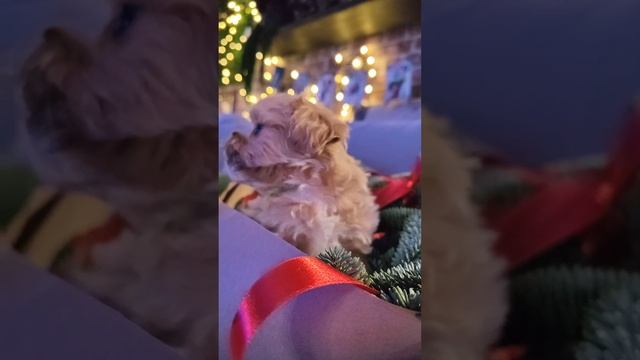 🐶🎄🎄🎄🎉🎉🎉🍾🍾🍾🎇🎇🎇