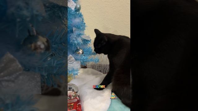 А вы уже нарядили елочку?🎄✨ #котики #елка #животные #самуэлькотик #кот