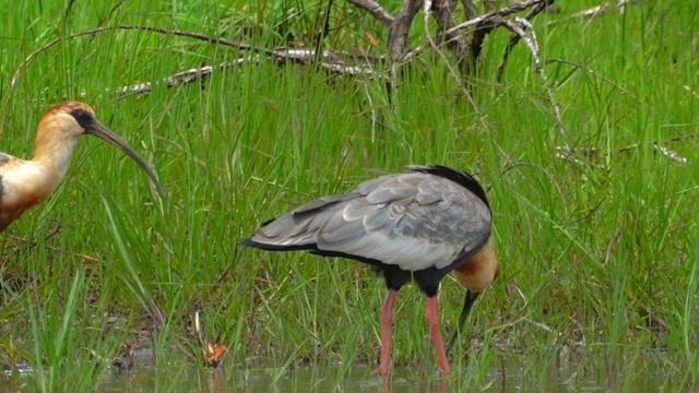 12702765_3840_2160_60fps