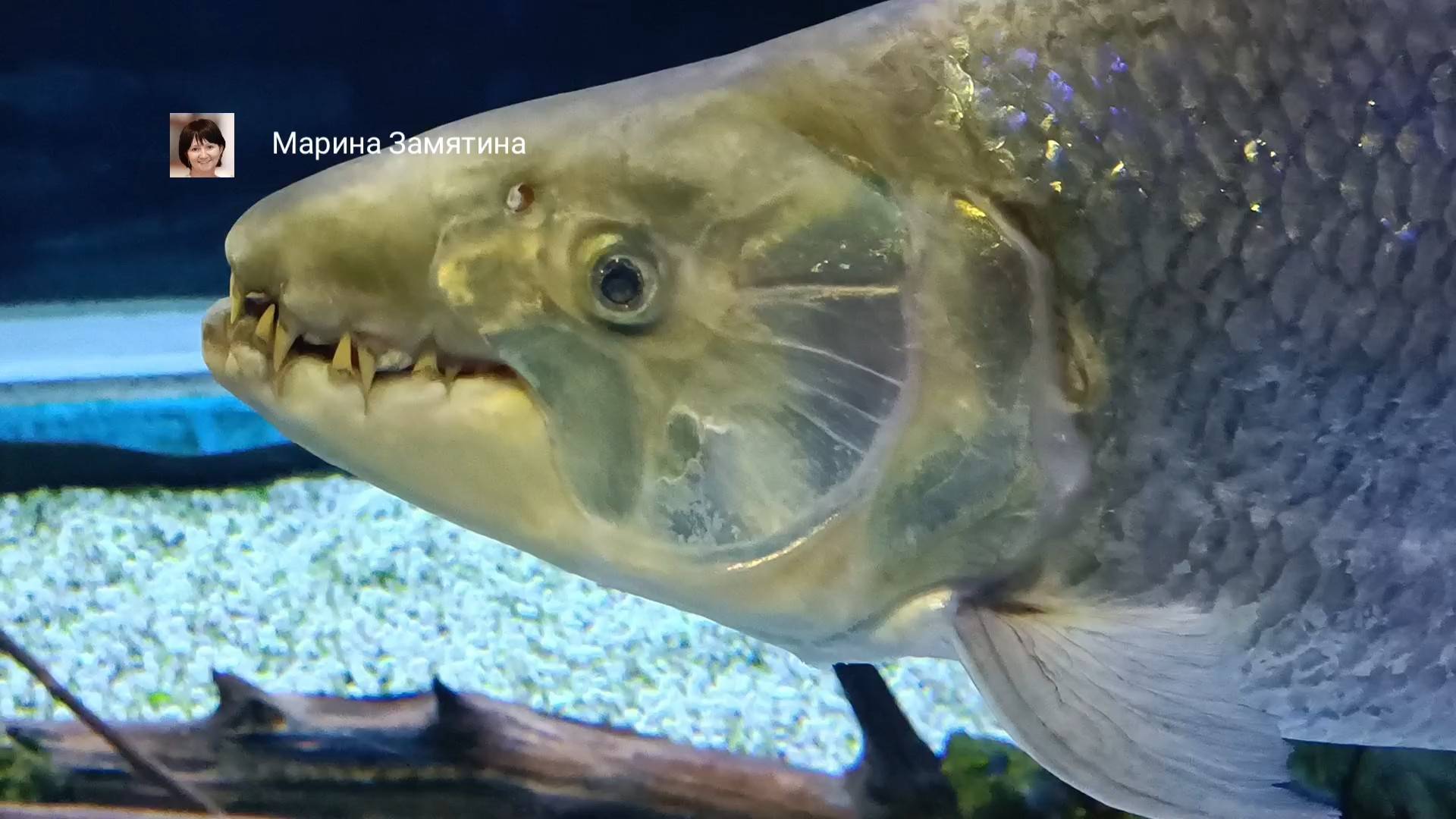 Релакс в океанариуме.