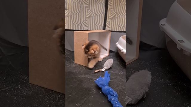 Мы запомним нашего вислоухого кота таким