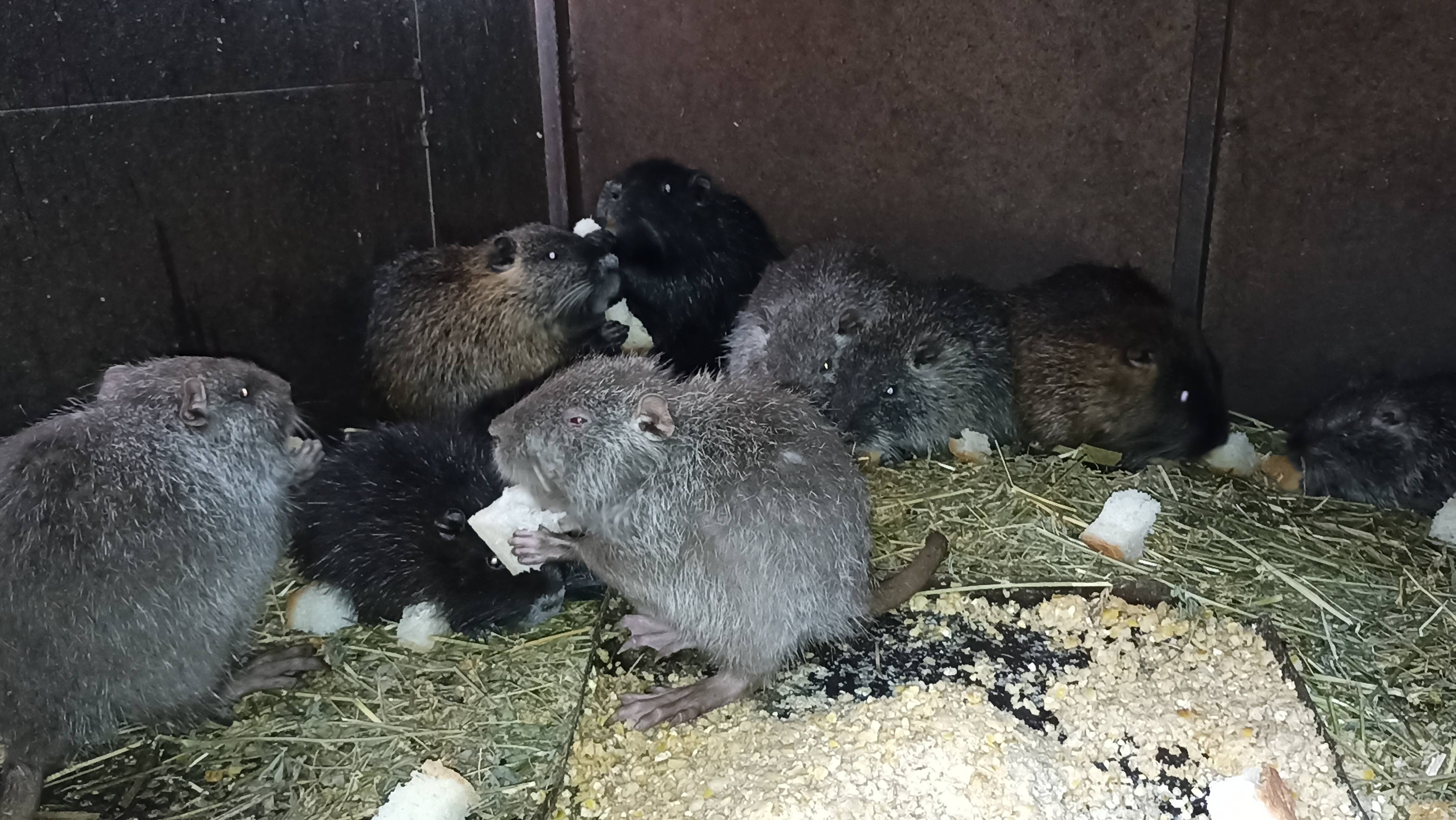 Подкармливаю НУТРИЙ утром хлебом. 05.11.24