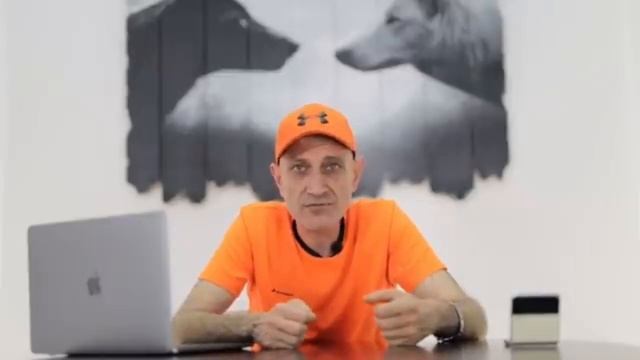 собака грызёт свою лежанку