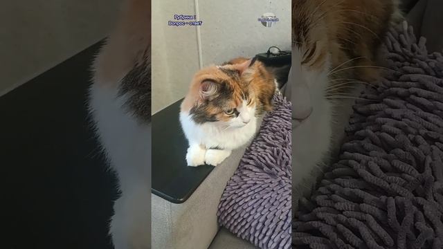 Самая лучшая кошка или кот НОЯБРЯ является... | Симка и Алиса Rutube