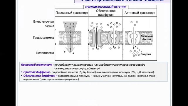 Лекция 2.2. Цитолемма | Глинкина В.В.