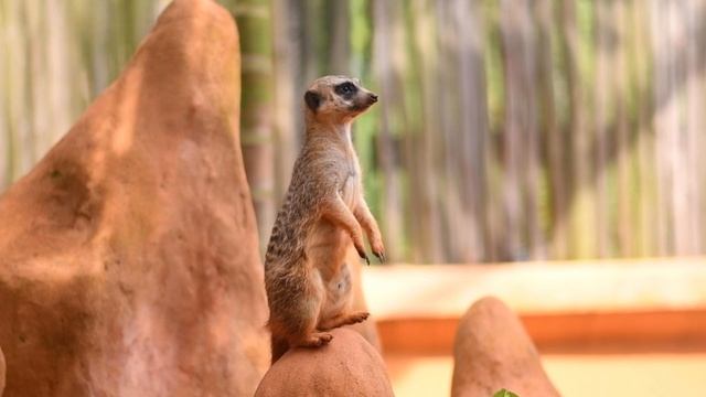 11962850_1920_1080_24fps