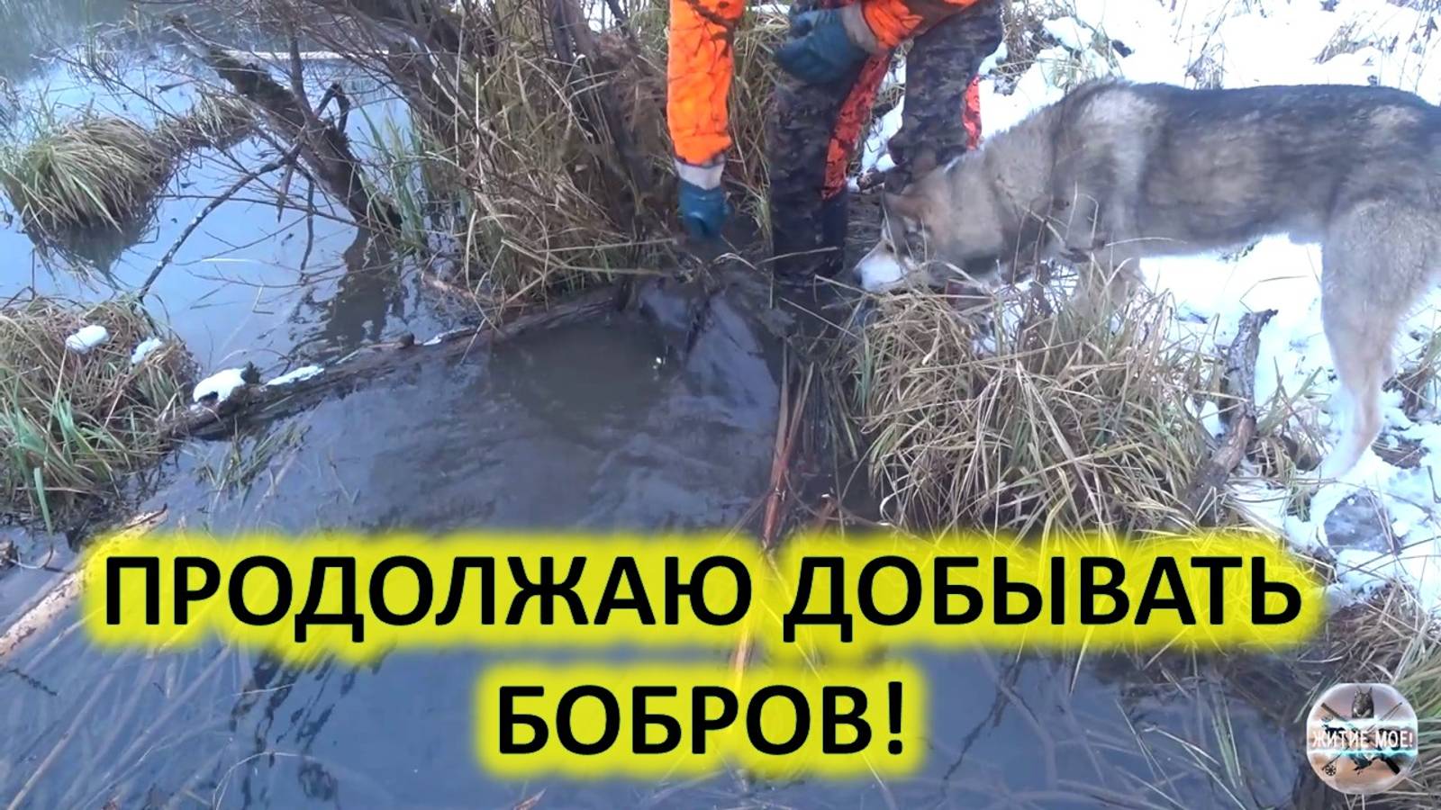 Осенняя охота на бобра с капканами. Проверка капканов на бобра