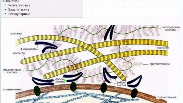 Лекция 6. Соединительные ткани | Глинкина В.В.