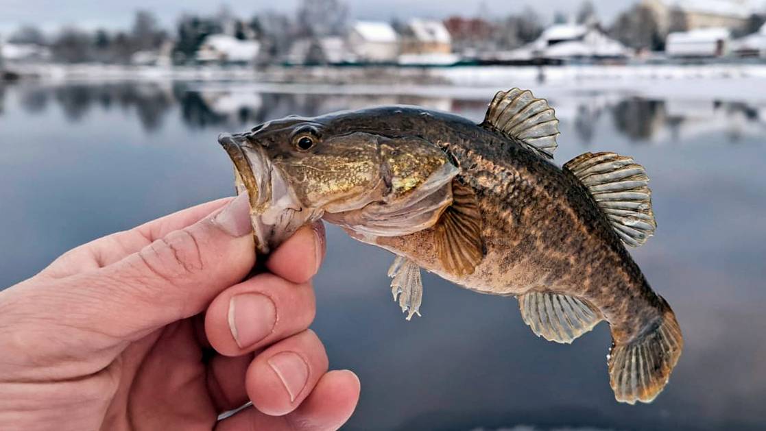 Рыбные места Апрелевки. Пруд в Мамырях. Рыбалка с подписчиком Кириллом. Ловим ротана на спиннинг.