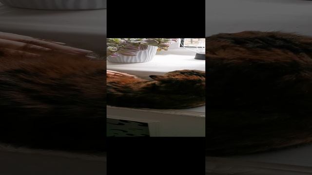 2024г. Слива. Погладить кошку