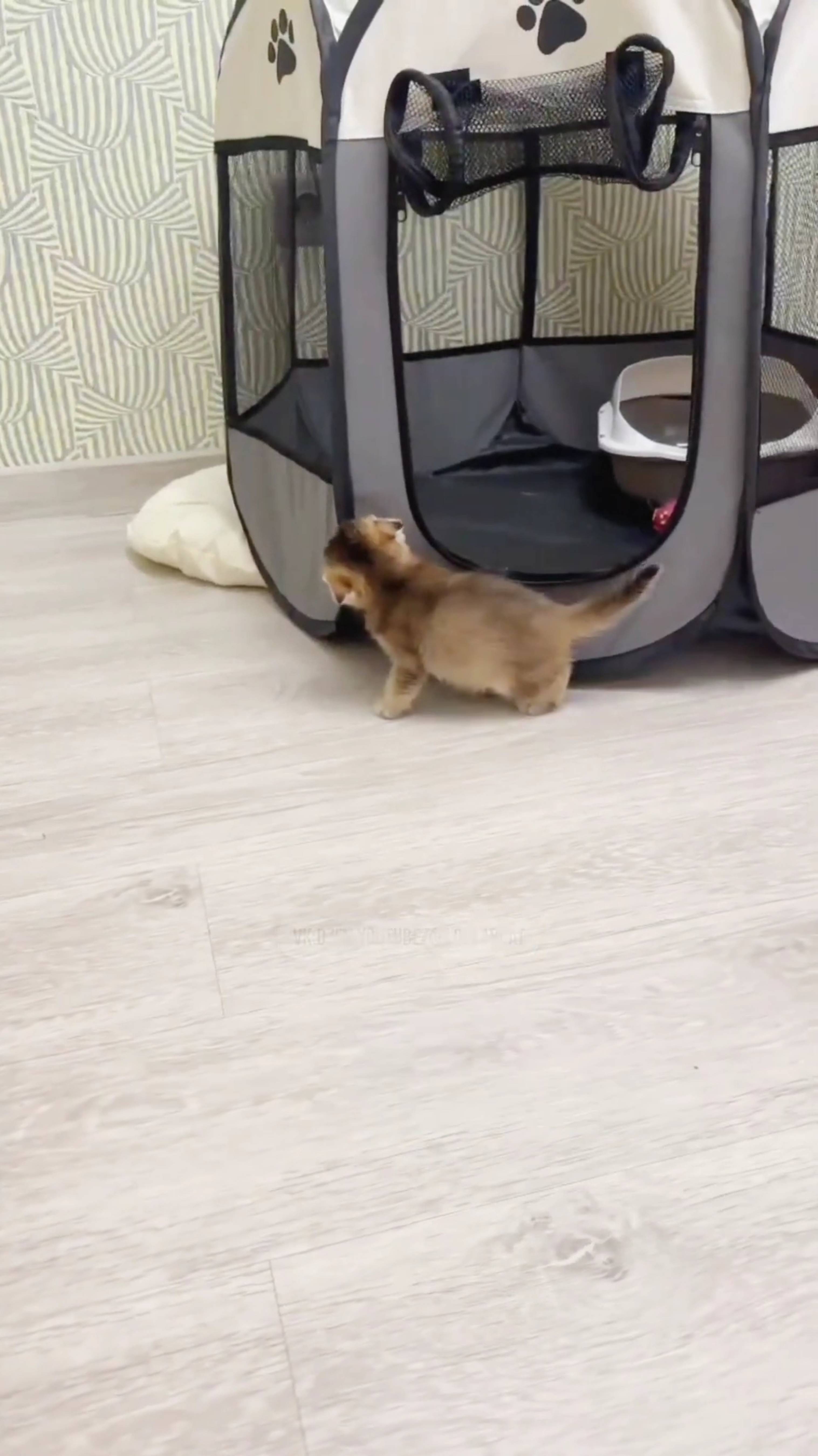 Вислоухий кот Персик делает первые шаги в новом доме