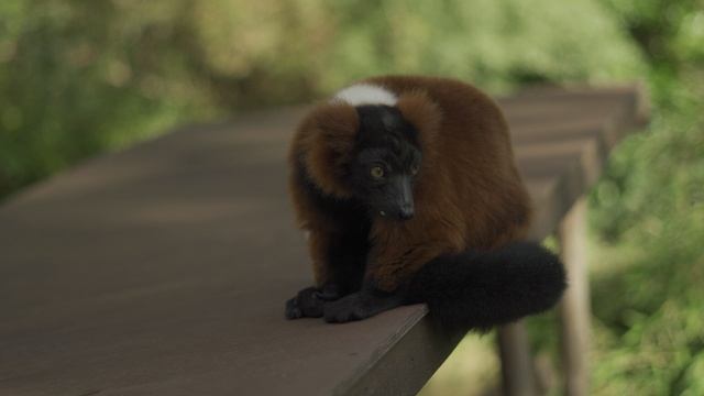 12299915_3840_2160_30fps