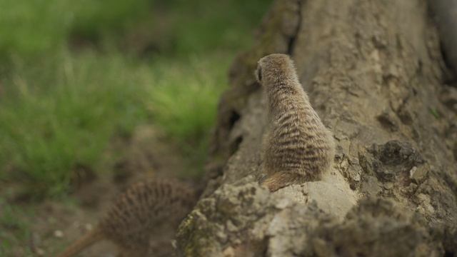 12496767_3840_2160_30fps