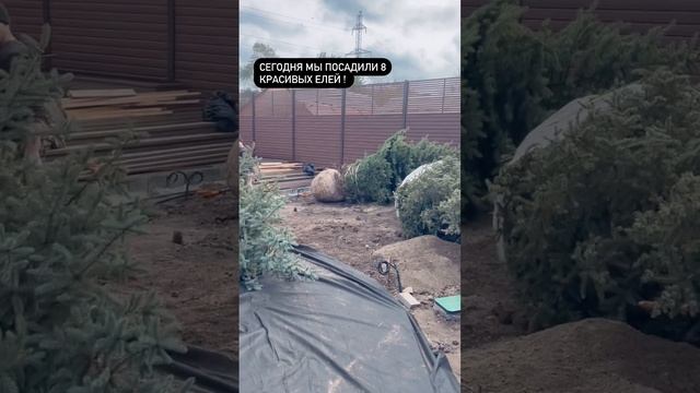 Сажаем ели