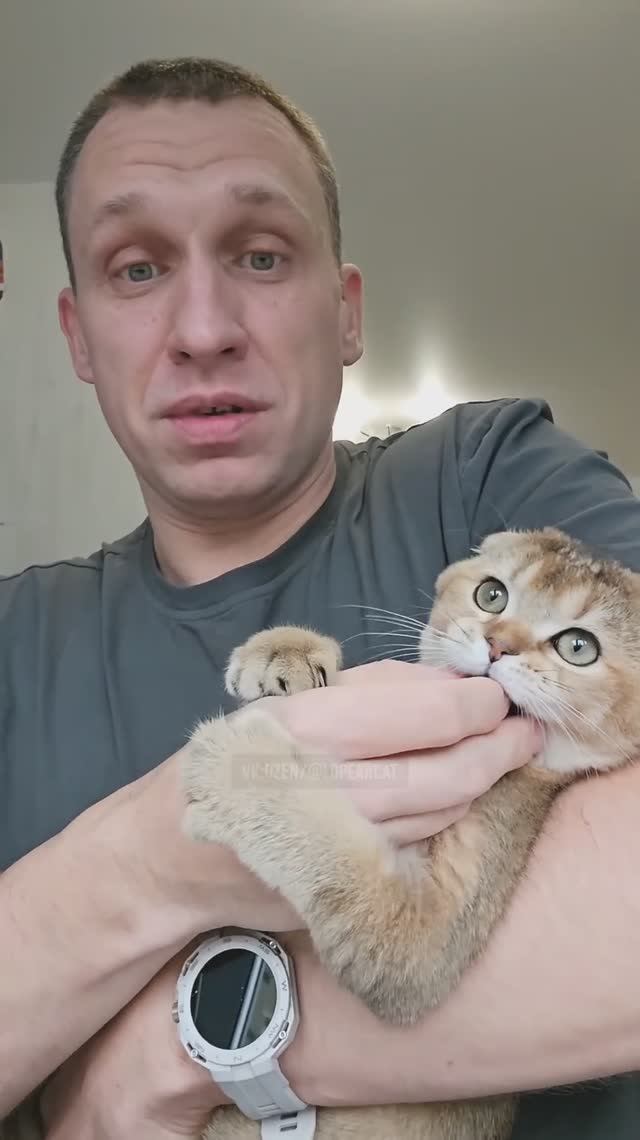 Милоты Вам. Знакомьтесь мой вислоухий шотландский кот Персик