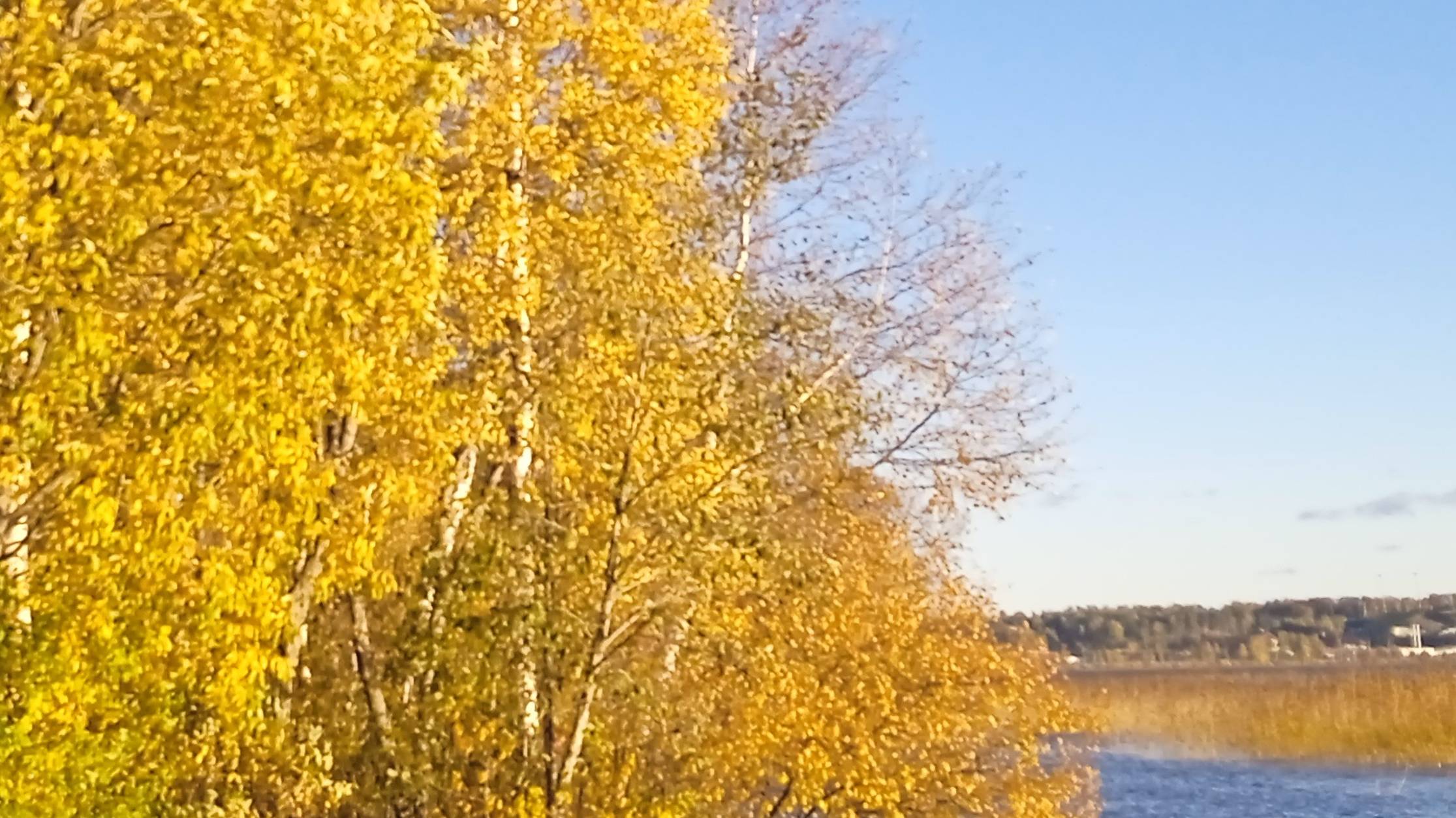 Осень в Осельках 2