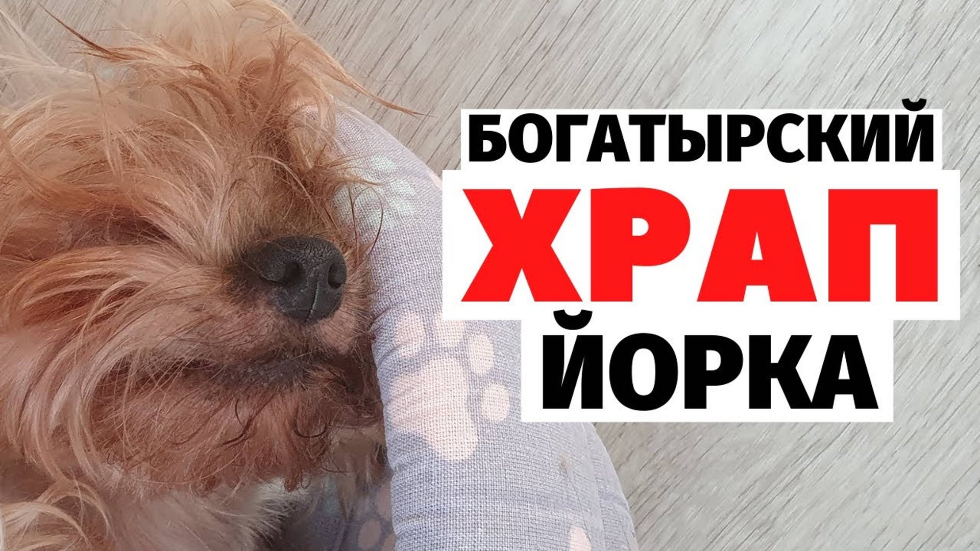 Храп во сне маленькой собаки (йорик). Храпящая собака - это нечто