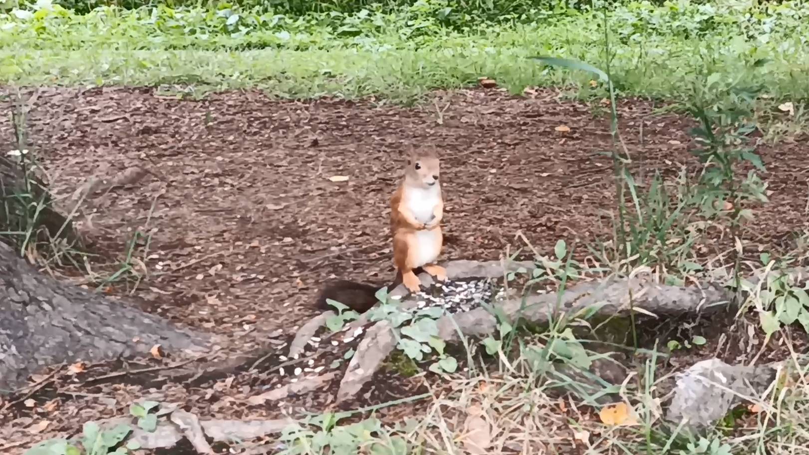 Шуваловский парк 2