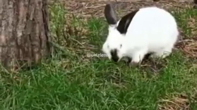 Ежик ест шашлык подборка