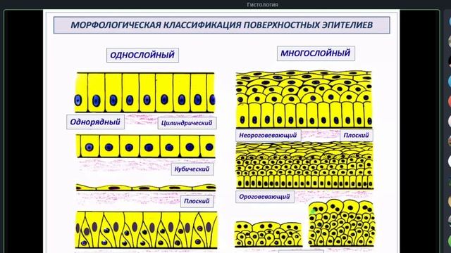 Лекция 4. Эпителиальные ткани | Глинкина В.В.