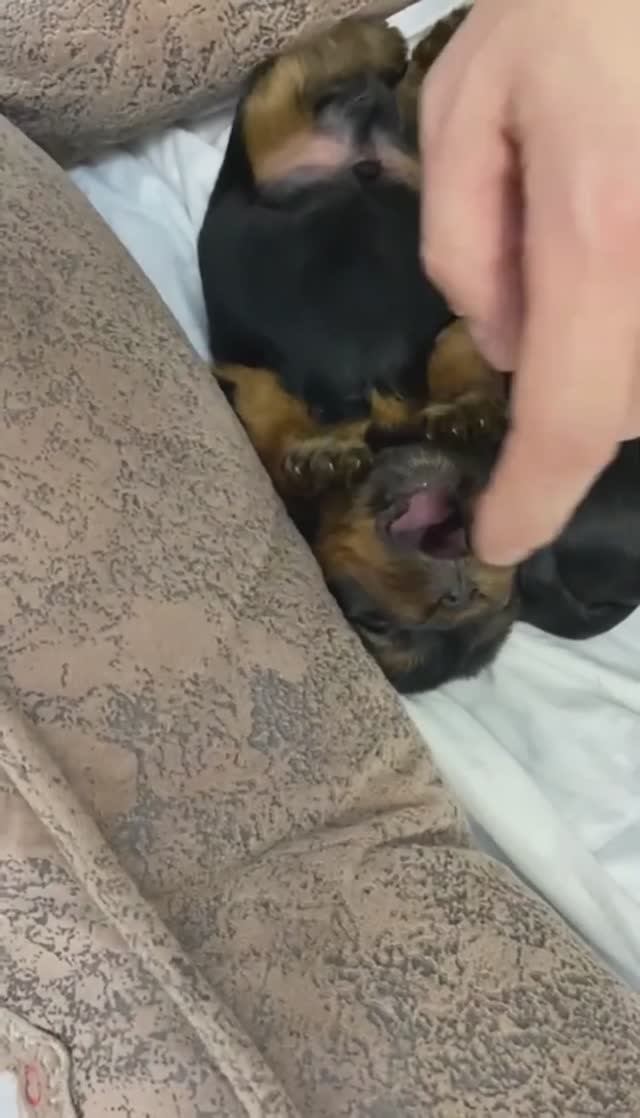 Когда хозяину нечего делатб, он начинает бесить щенков йорка