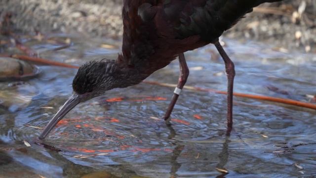 20659676-hd_1920_1080_24fps