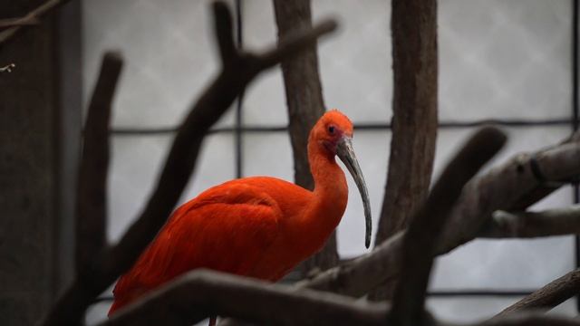 20667254-hd_1920_1080_24fps