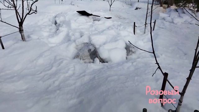 Весна!! Пора откапываться! Ищем РОЗЫ под снегом