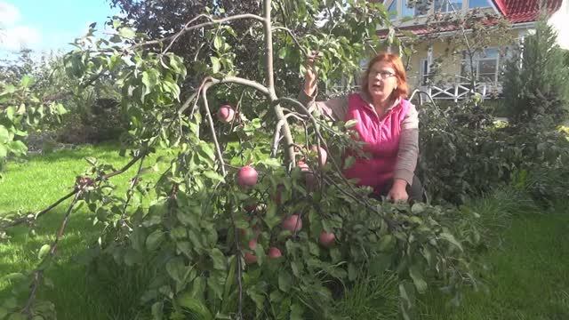 Необычные растения в саду