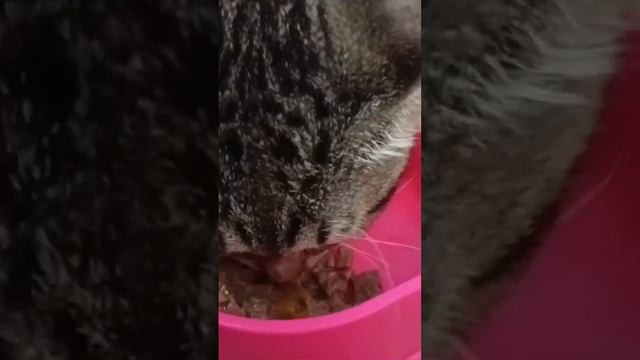 Котик кушает