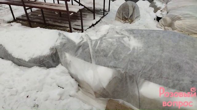 Финальная стадия укрытия роз