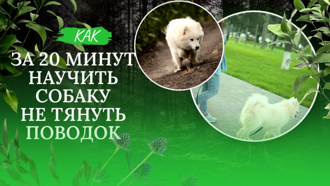 Как научить собаку не тянуть поводок | дрессировка собак