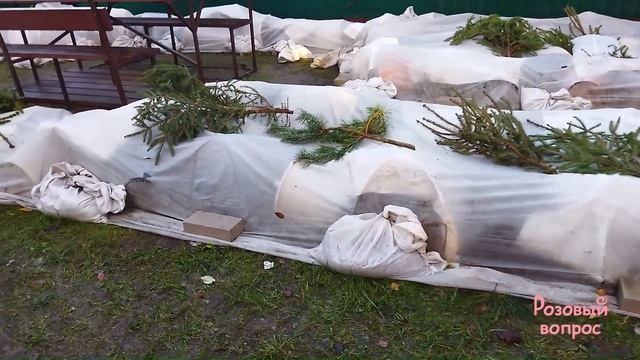 Готовим РОЗЫ к ЗИМЕ. Часть3. Розы осенью 2024