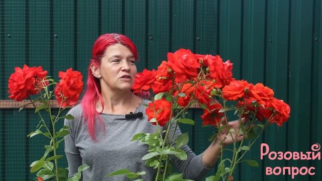 Роза Ред Бриллиант  Цветение