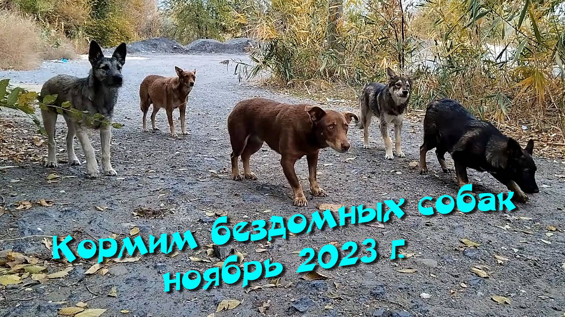 Кормим бездомных собак. Ноябрь 2023 г.