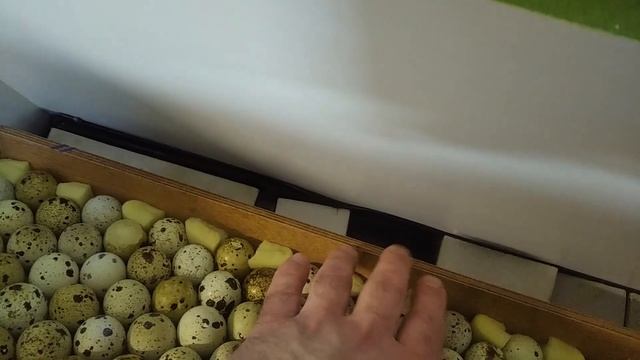 УМЕНЬШАЕМ ВЛАЖНОСТЬ и ДЕЛАЕМ ПРОВЕТРИВАНИЕ   ДЕСЯТЫЙ ДЕНЬ ИНКУБАЦИИ