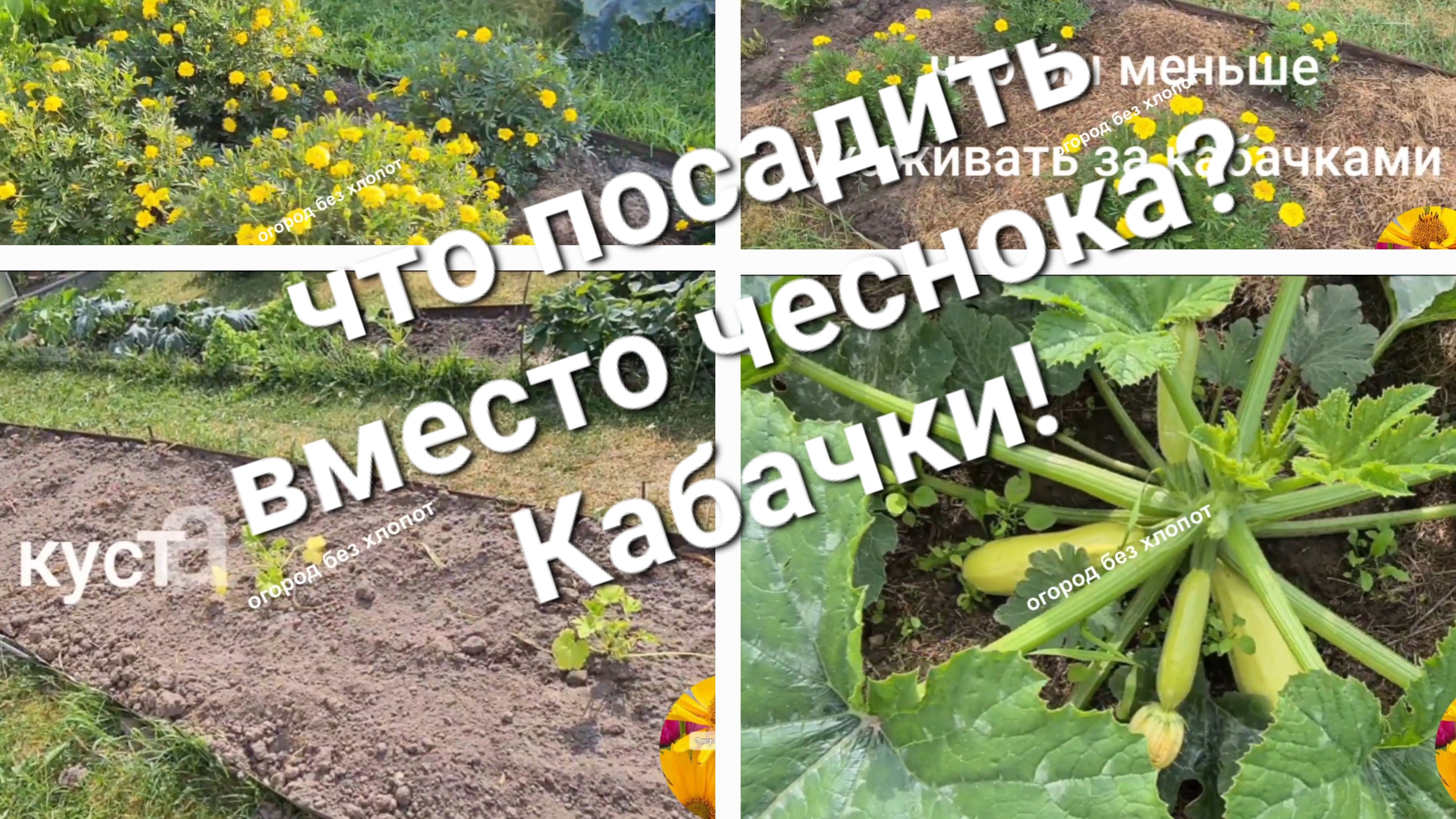 Что посадить после чеснока? Кабачки!