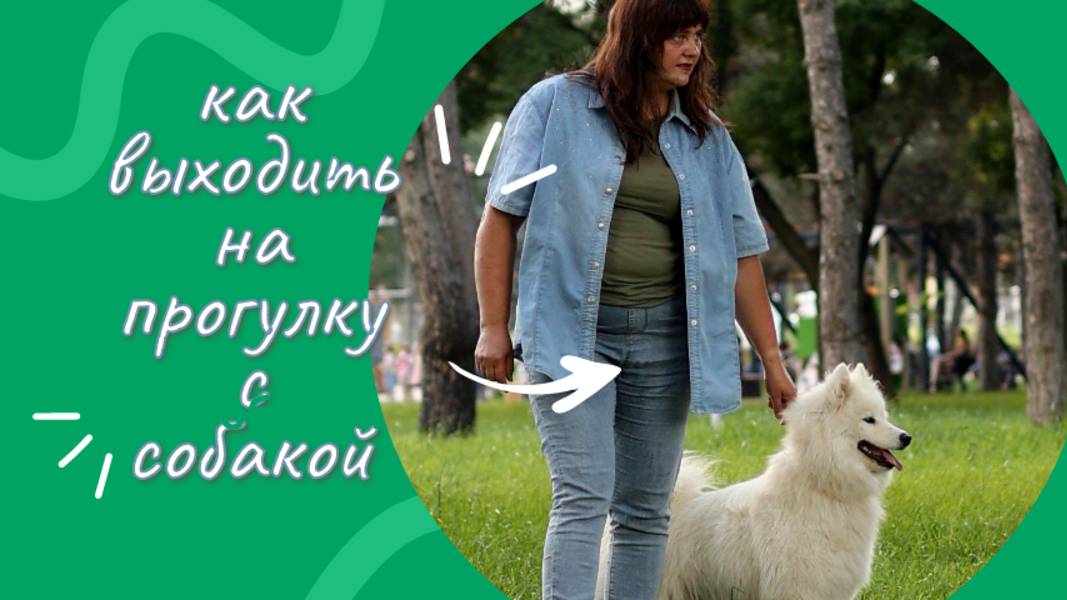 Как выходить с собакой на прогулку | дрессировка собак