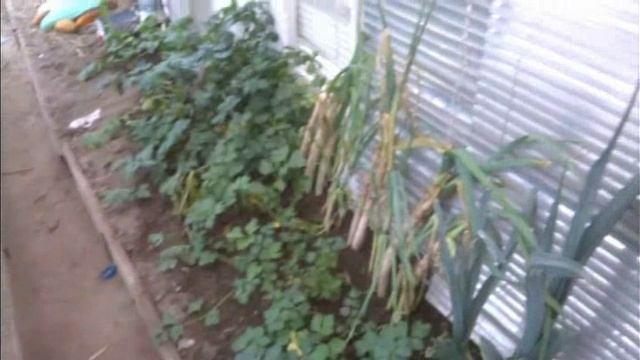 2017 Ноябрь улица огород