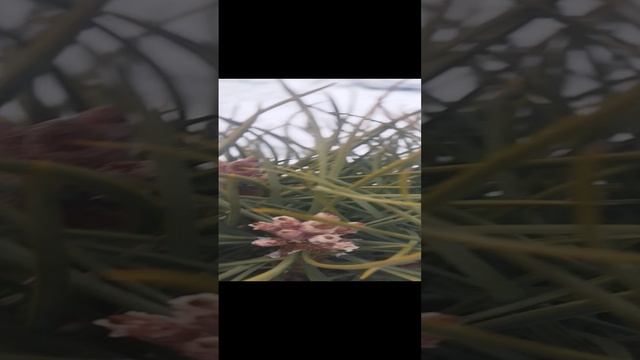 Результат формировки Сосны обыкновенной