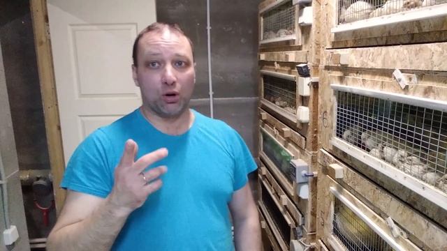 ПЕРЕПЕЛА ТЕХАС 250 ГРАММ  РОСТ И РАЗВИТИЕ В МЕСЯЧНОМ ВОЗРАСТЕ  НОВОСТИ МИНИ ФЕРМЫ