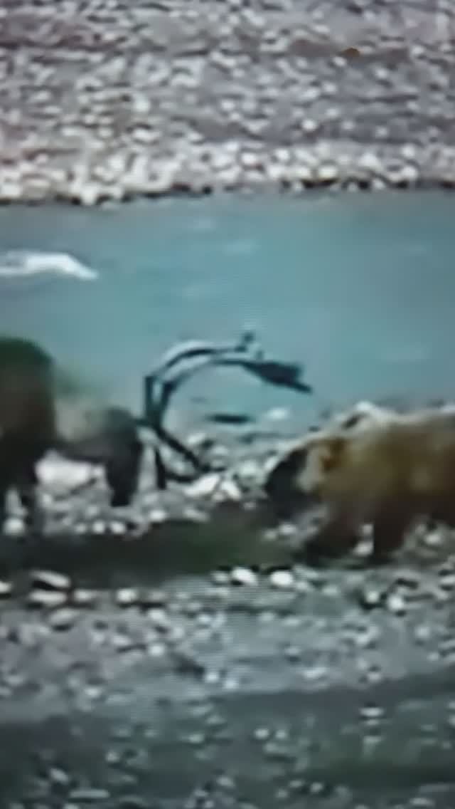 Схватка Медведя с Оленем🤔#Shorts