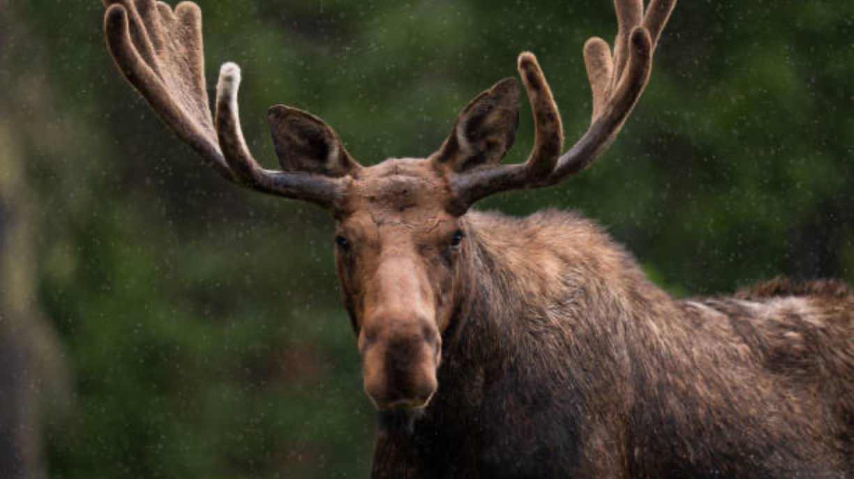 Лосящ объяснительная (специальный ролик)