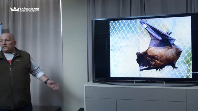 Куда летят птицы